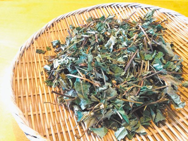 こんなにある！身のまわりの薬用植物（朝日学生新聞社）