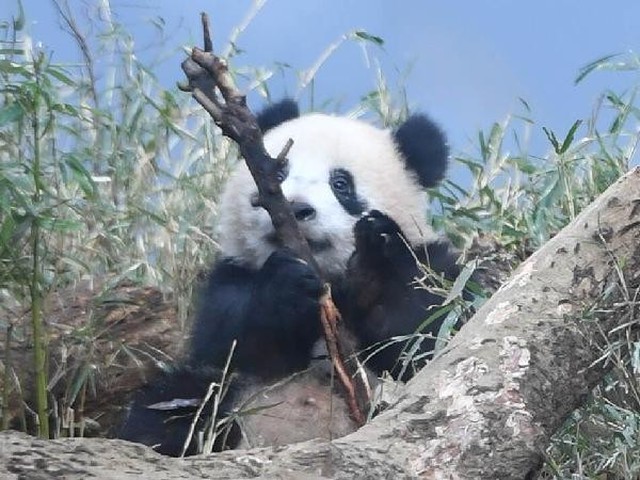 上手に持てて、シャンシャンちょっと得意顔（HALMEK up）