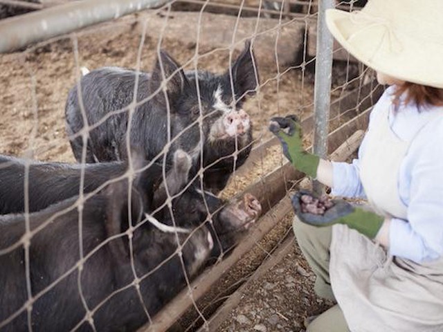 アリババが養豚業に投資、「AI養殖業」へ役者そろう（ZUU online）