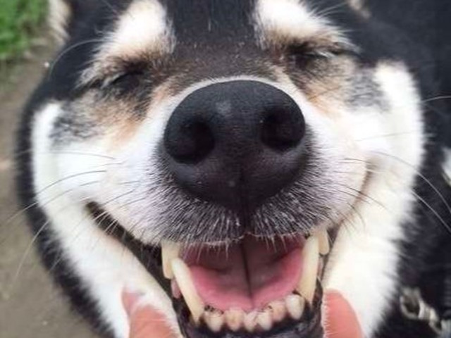 愛犬に腫瘍が…飼い主の決断のために知っておきたいこと（いぬのきもちNEWS）