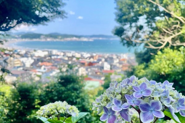 6月オススメ！長谷寺の紫陽花ツアー♡（BAILA News）